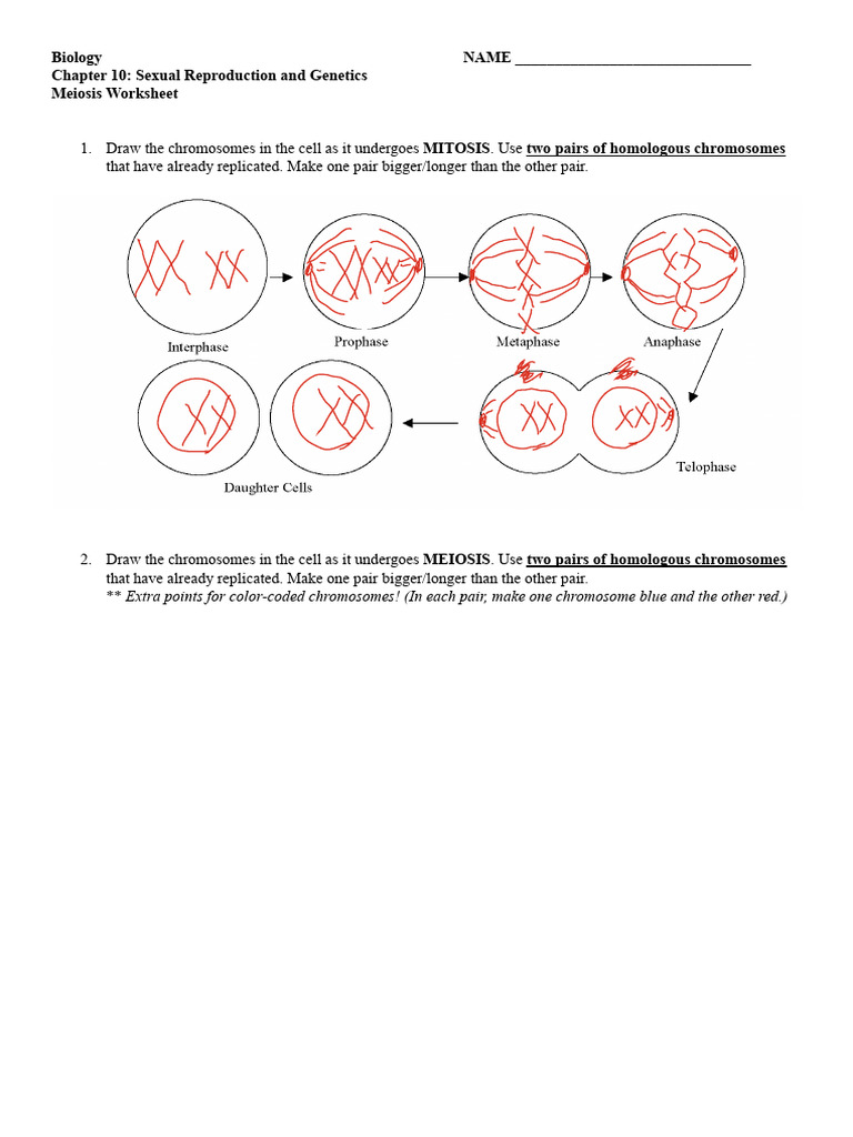 Meiosis Worksheet: Sexual Reproduction Guide | PDF