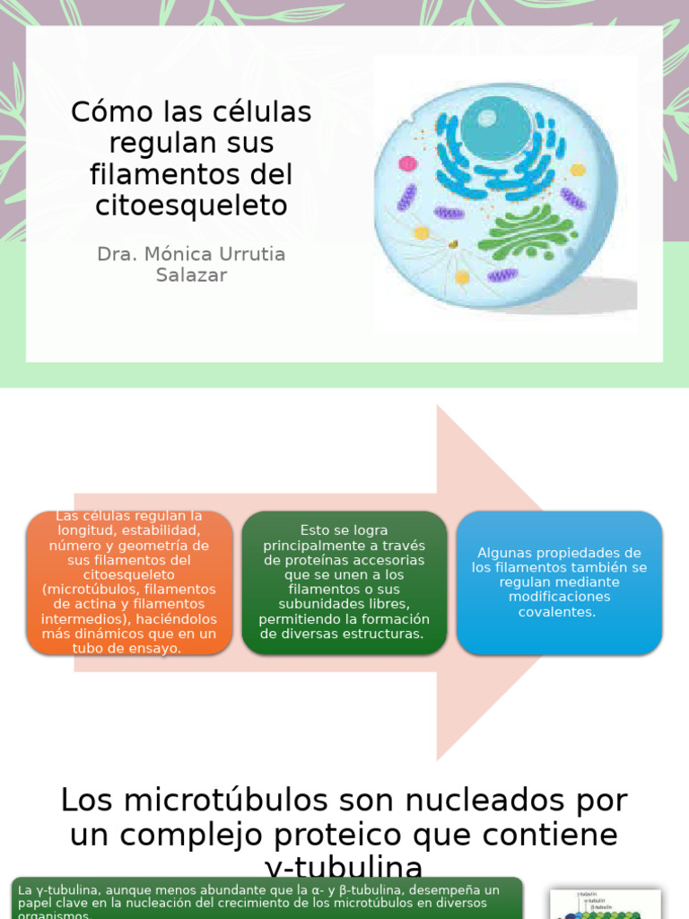 Regulación del Citoesqueleto Celular | PDF | Microtúbulos | Actina
