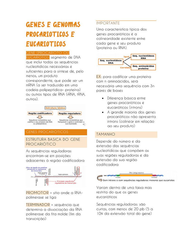 Estrutura e Função de Genes Procariotos e Eucariotos | PDF | Gene | Intrão