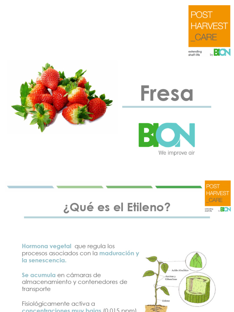 Efectos del Etileno en la Conservación de Fresas | PDF | Fruta