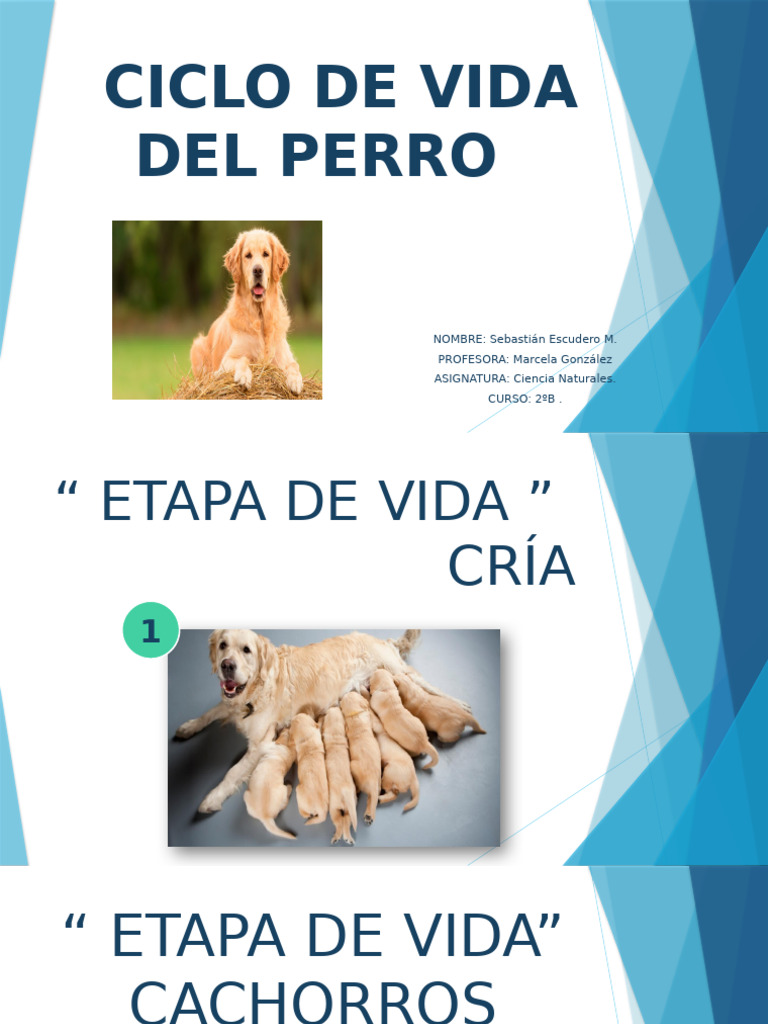 Ciclo de Vida del Perro: Etapas Clave | PDF