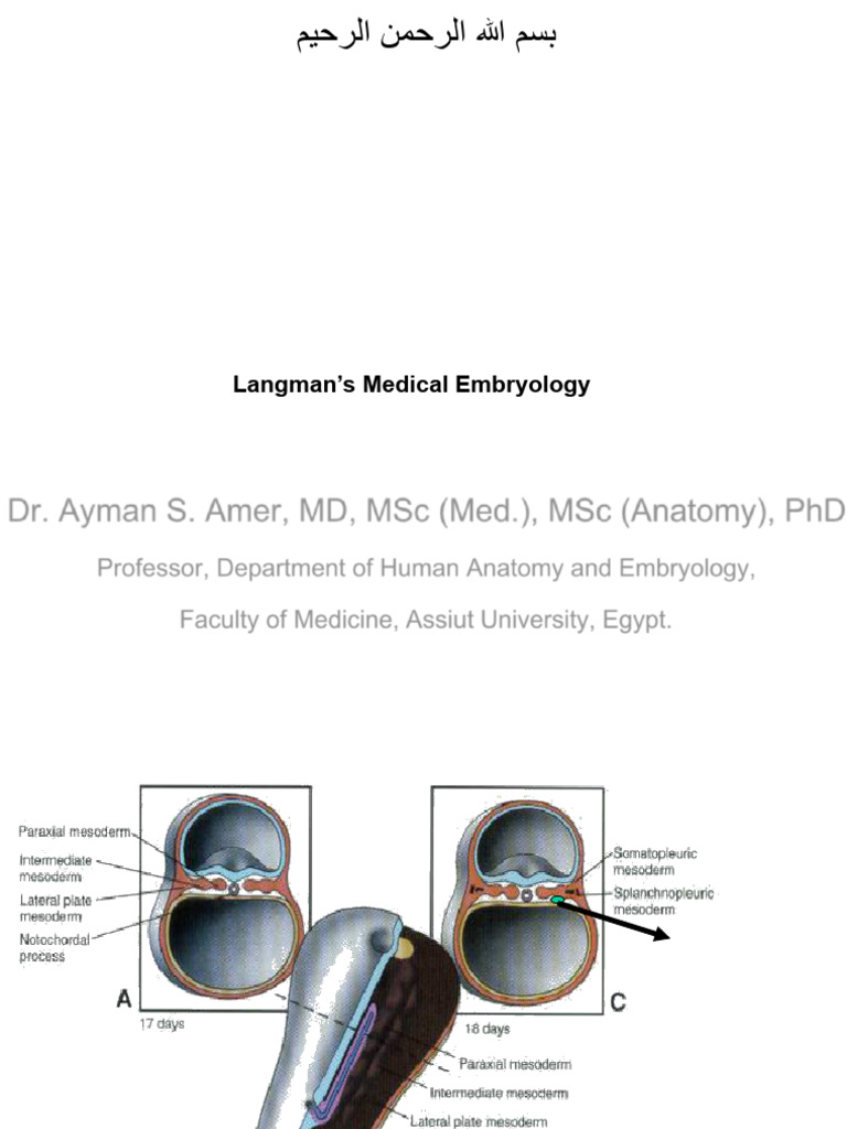 Urinary Tract Development | PDF | Kidney | Urinary System
