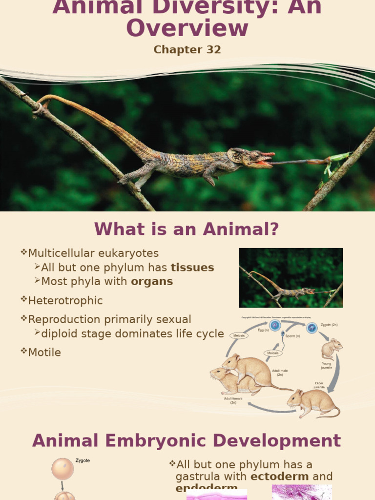 8animal Diversity An Overview d2l | PDF