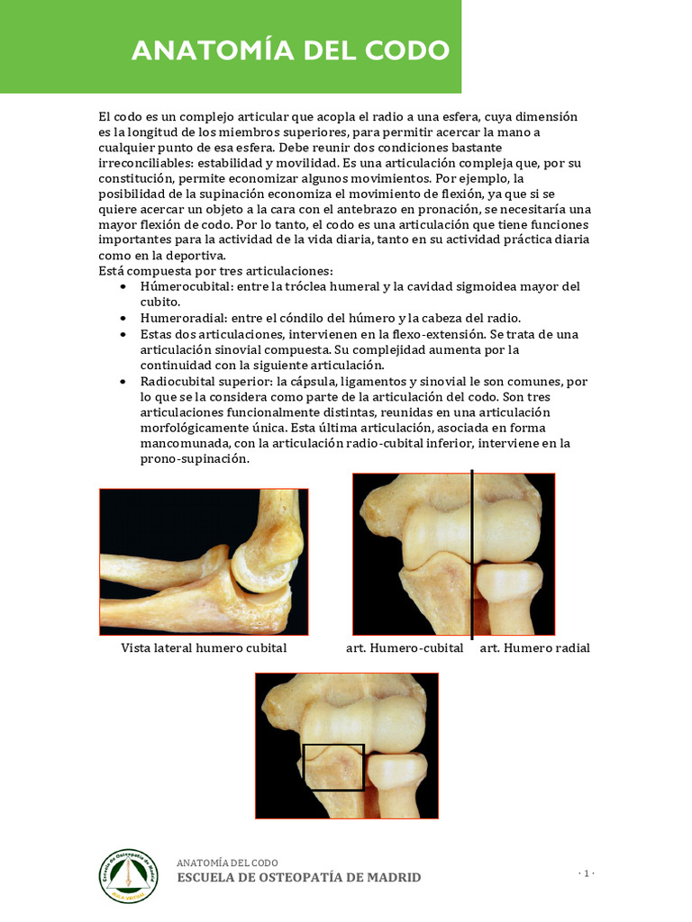 Anatomía y Funciones del Codo | PDF | Codo | Articulación