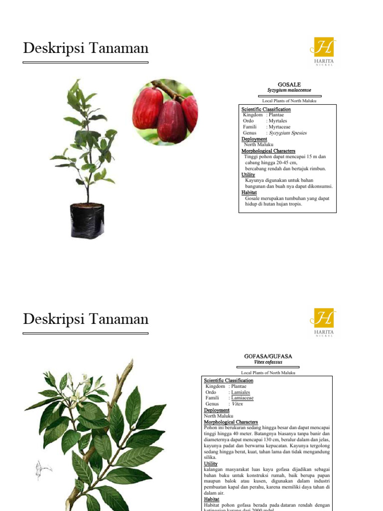 Deskripsi Tumbuhan Pohon Gosale | PDF