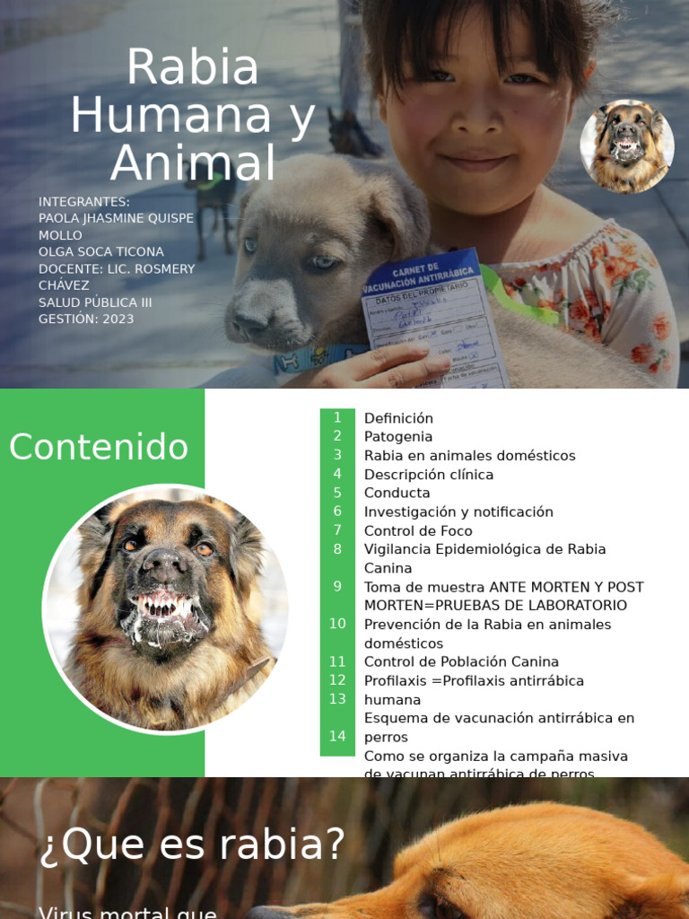 Rabia Humana y Animal Presentacion | PDF | Rabia | Enfermedades y trastornos humanos