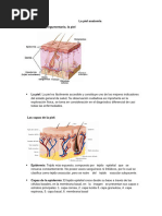 Anatomía de La Piel y Anexos | PDF | Piel | Epidermis