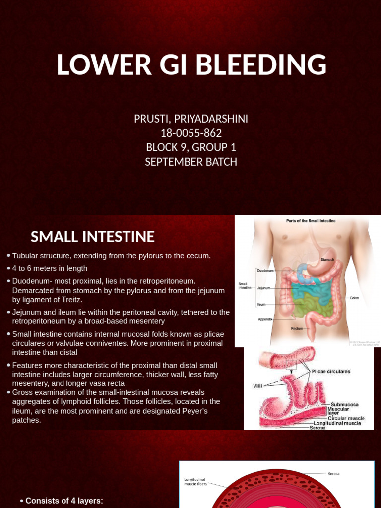 Anatomy and Function of Lower GI Tract | PDF | Large Intestine ...