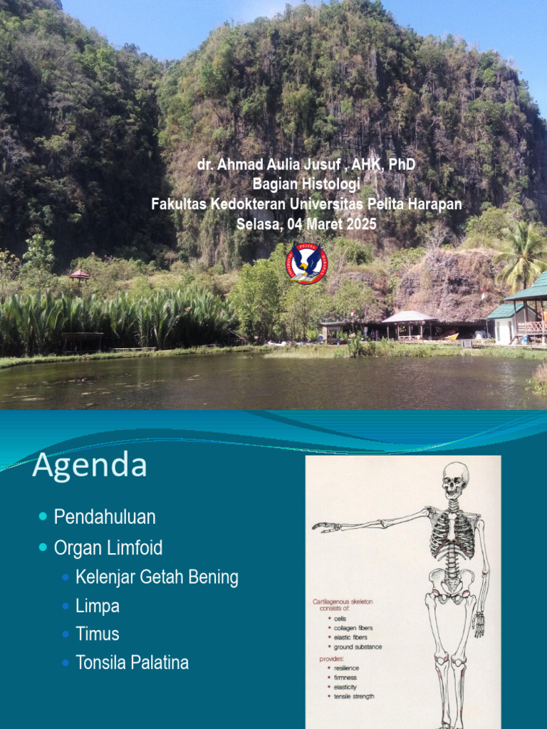 Organ Limfoid: Struktur dan Fungsi | PDF