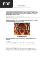 Anatomía y Función de la Región Labial | PDF | Labio | Anatomía humana
