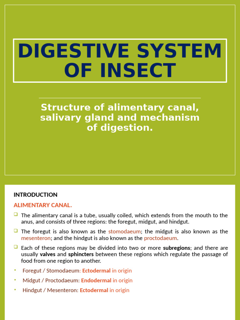 Digestive System of Insect | PDF | Protease | Polysaccharide