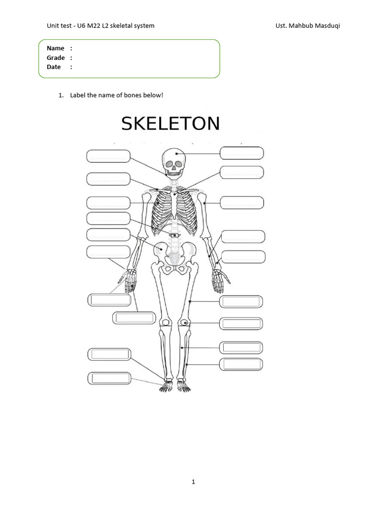 Unit Test - U6 M22 L2 Unit Test Skeletal System QP | PDF | Bone | Skeleton