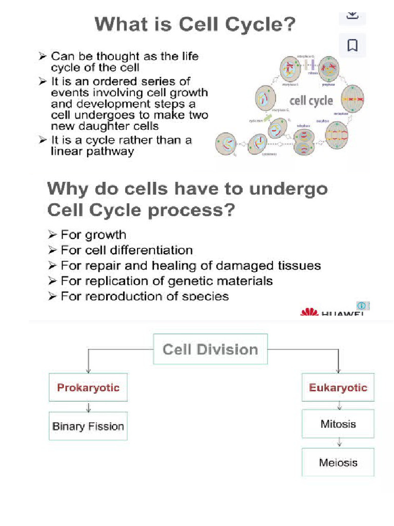 Q2-Biotech Cell Cycle | PDF