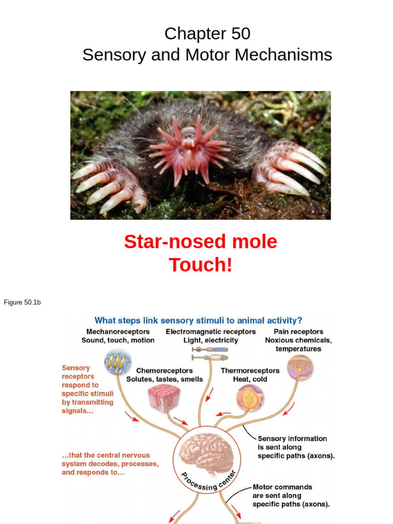 Sensory and Motor Mechanisms Explained | PDF | Stimulus (Physiology) | Ear