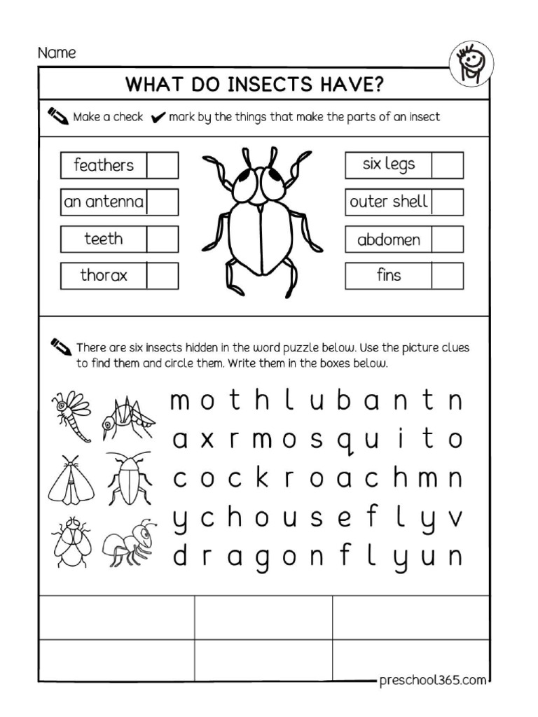 Features of An Insect First Grade Worksheet | PDF