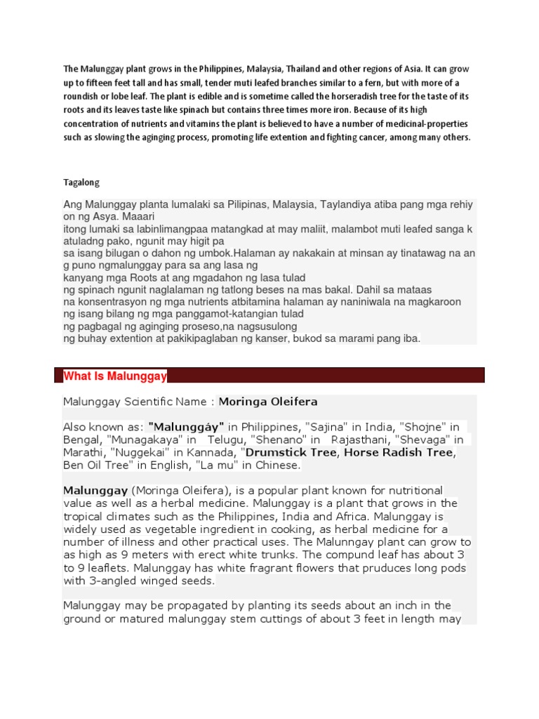 The Malunggay Plant Grows in The Philippines | PDF