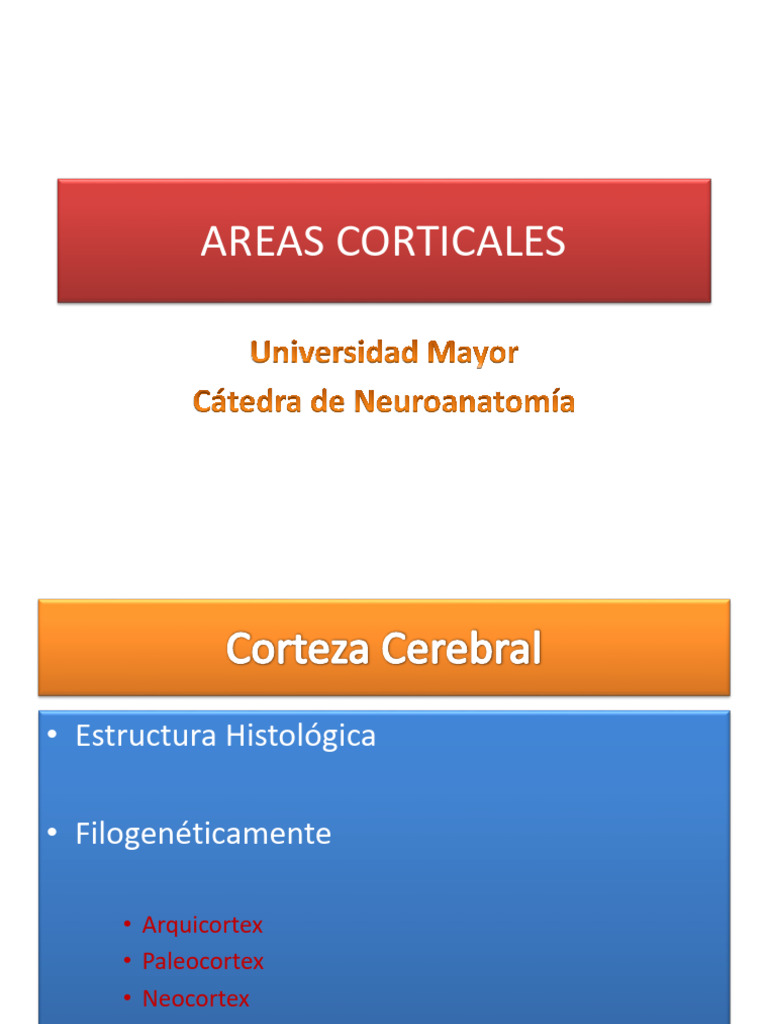 Areas Corticales | PDF | Cerebelo | Corteza cerebral