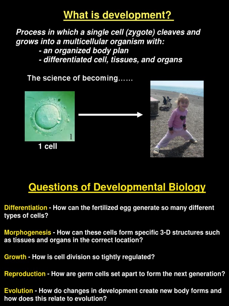 What Is Development? | PDF | Morphogenesis | Developmental Biology