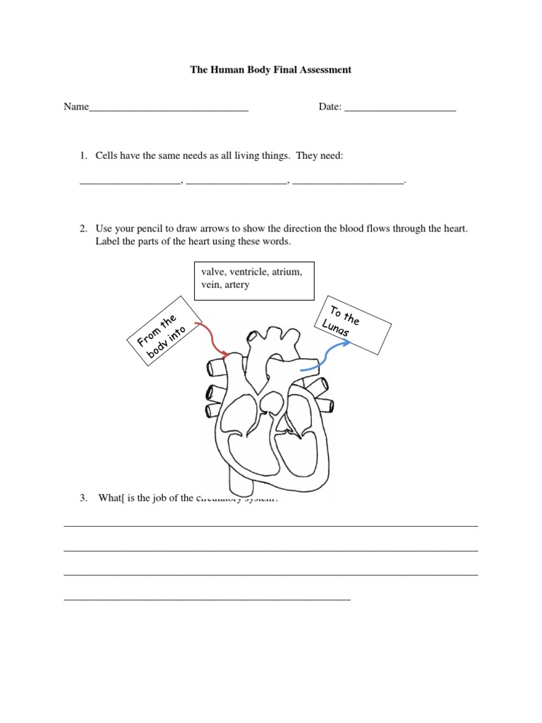 Human Body Assessment Guide | PDF | Self-Improvement