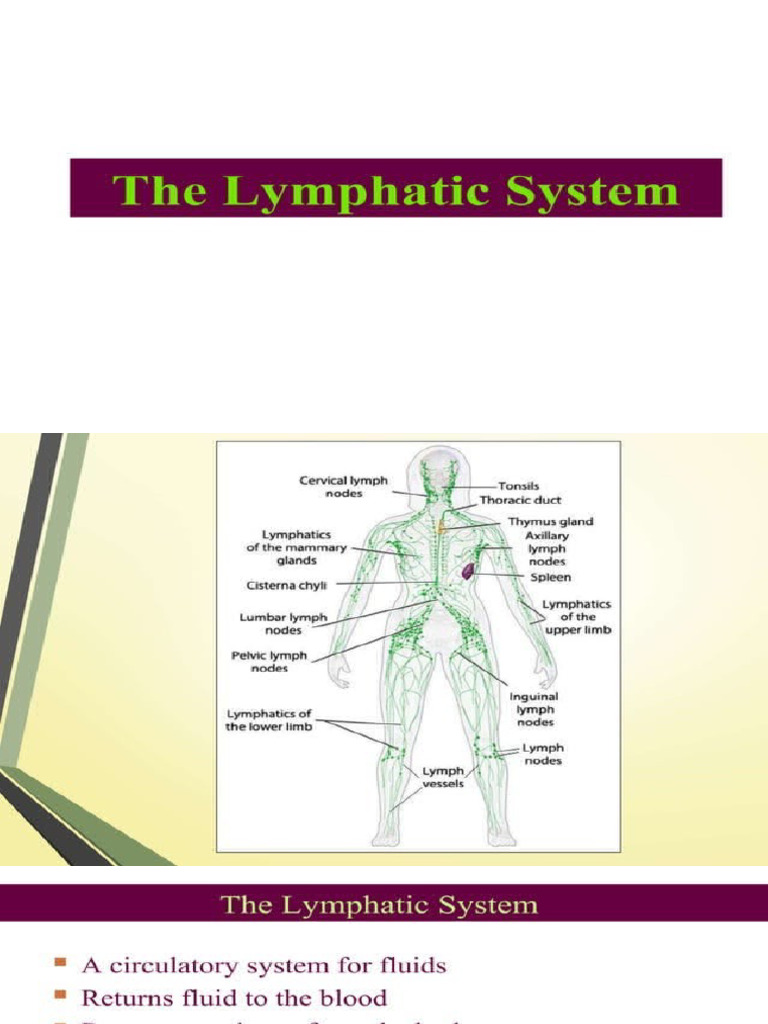 Lymph System | PDF