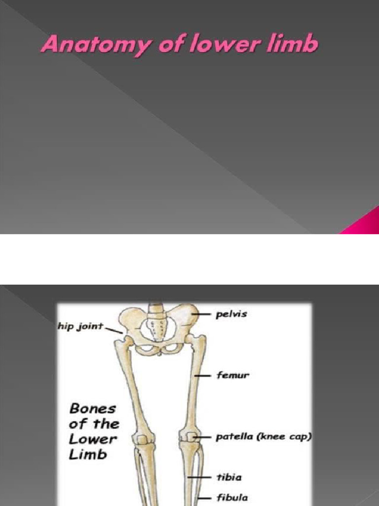 Anatomy of Lower Limb | PDF