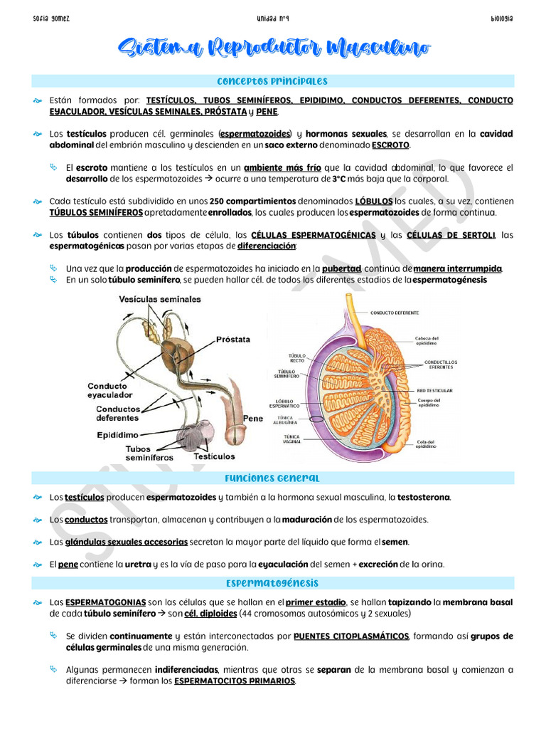 Anatomía y Función del Sistema Reproductor Masculino | PDF