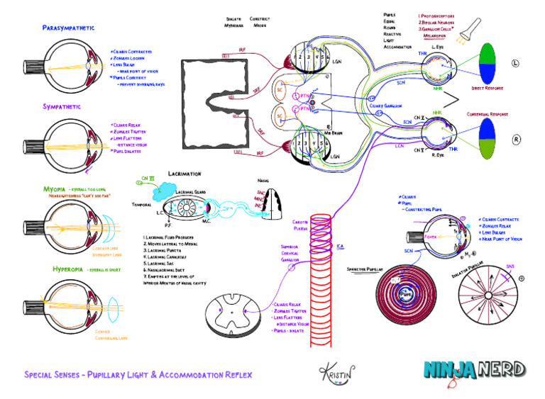 Pupillary Light & Accommodation Reflex (1) Atf | PDF