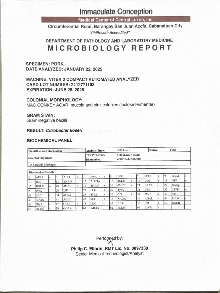 Immaculate Conception | PDF