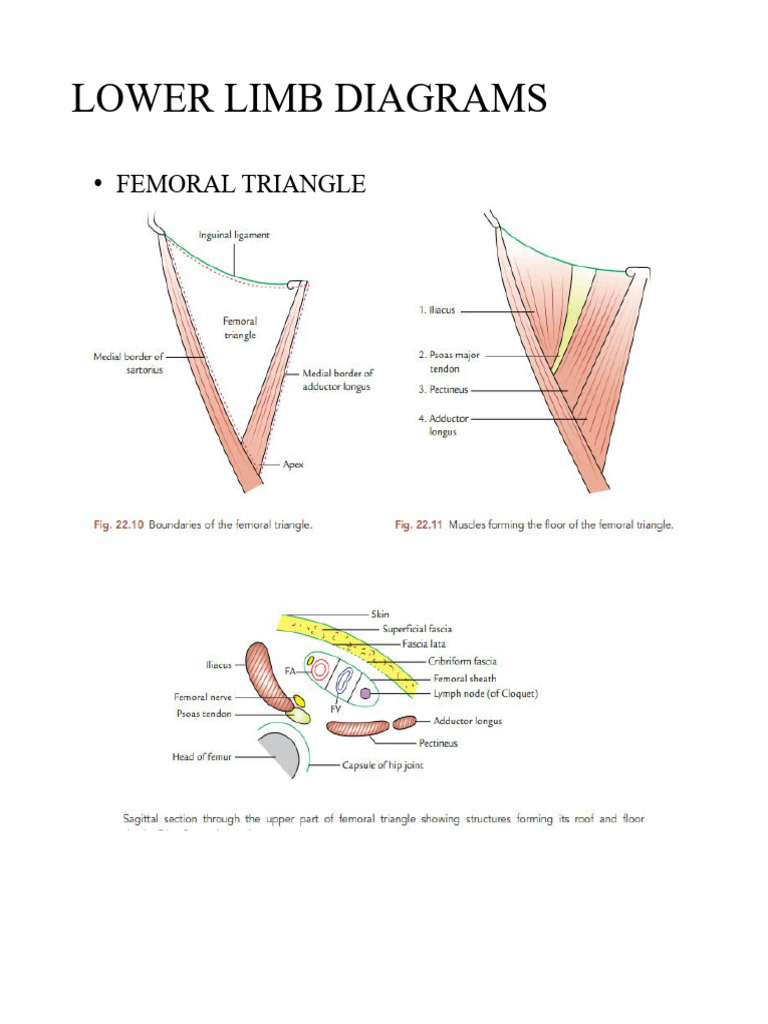 Lower Limb Anatomy Overview | PDF