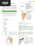 Tróclea: definición y ubicación anatómica | PDF | Rodilla | Codo