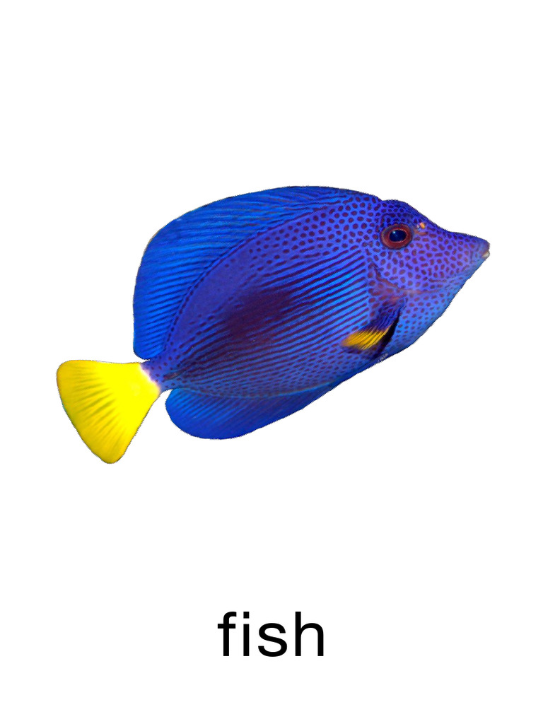 Flashcards | PDF