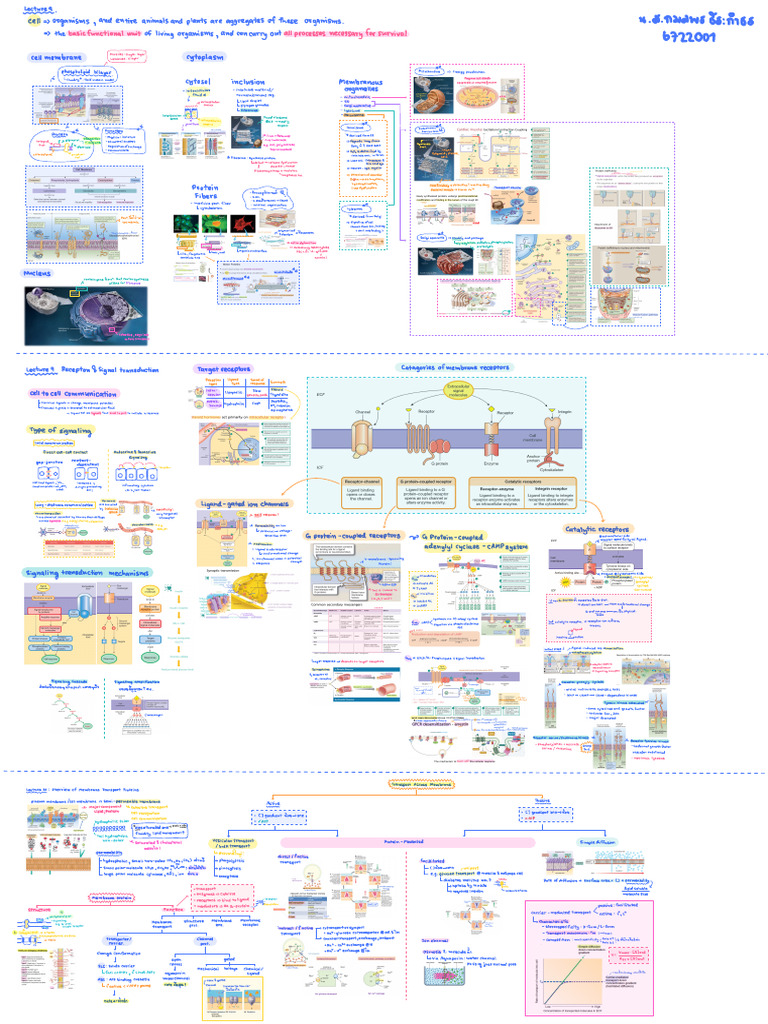 นางสาวกมลพร ธีระกำธร Assignment1 L8-L14 RAID135 | PDF