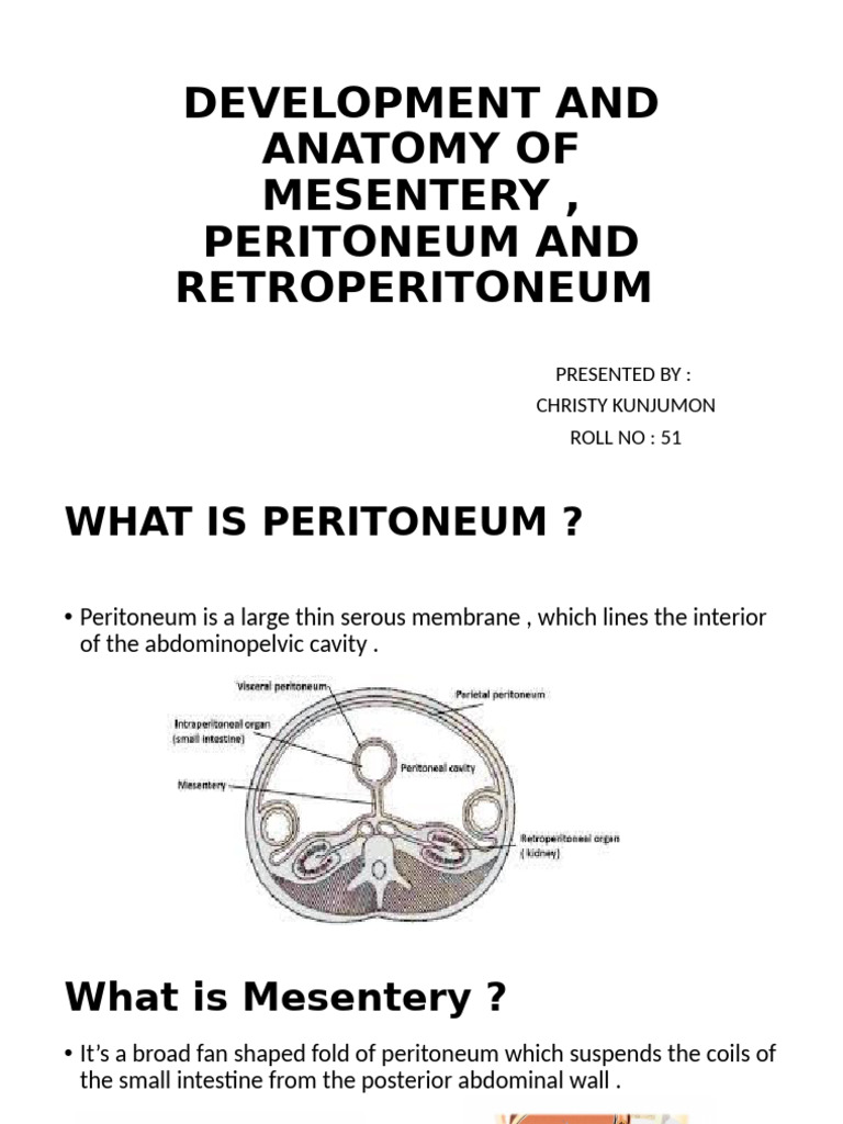 Development and Anatomy of Mesentery, Peritoneum and | PDF | Peritoneum ...