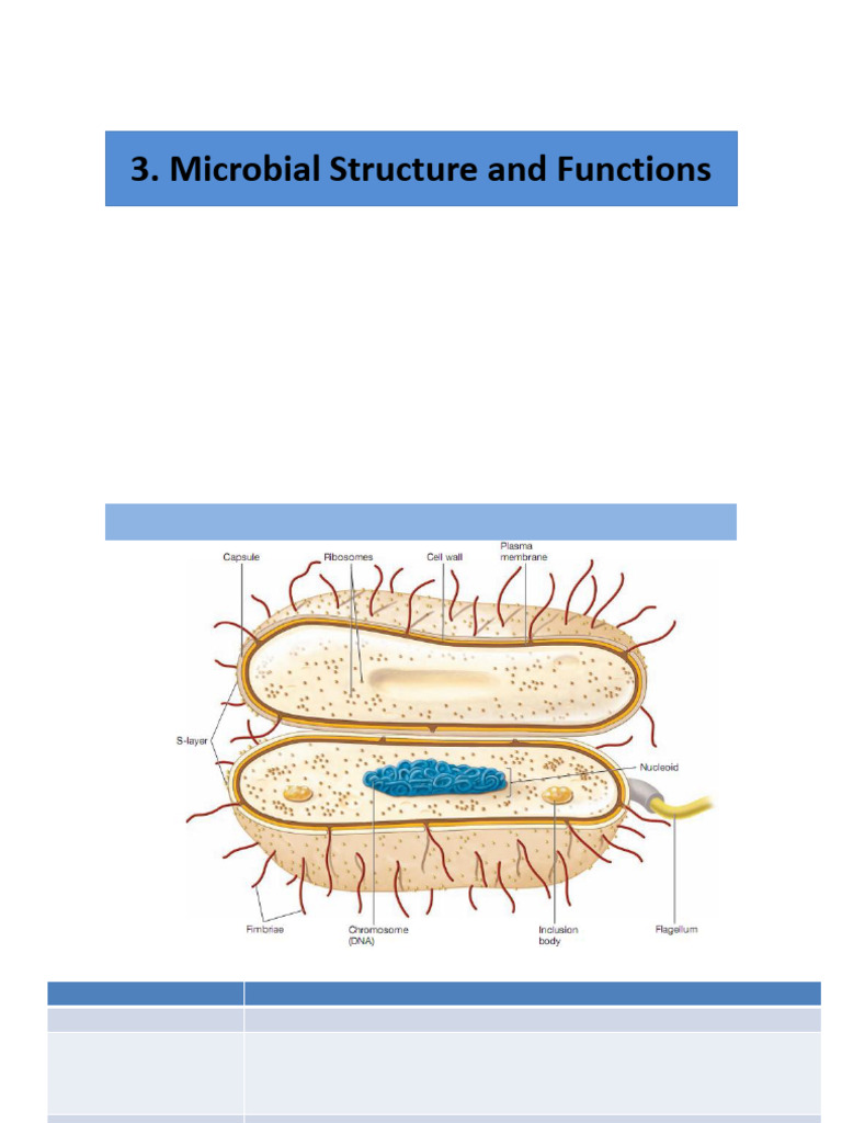 Chapter 2. MICROBIOLOGY-structure and Function | PDF | Cell (Biology) | Cell Membrane