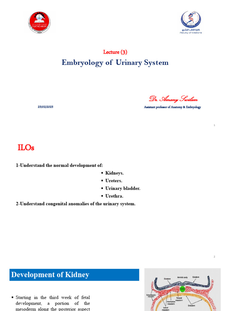 GUS-L (3) - Development of Urinary System | PDF | Kidney | Urology