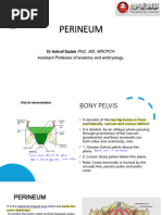 Female Perineum Anatomy Overview | PDF | Pelvis | Vagina