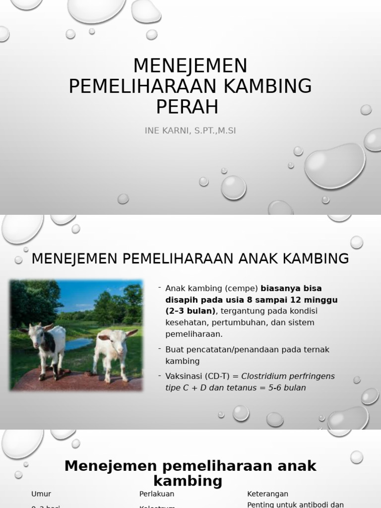 MENEJEMEN PEMELIHARAAN KAMBING PERAH | PDF