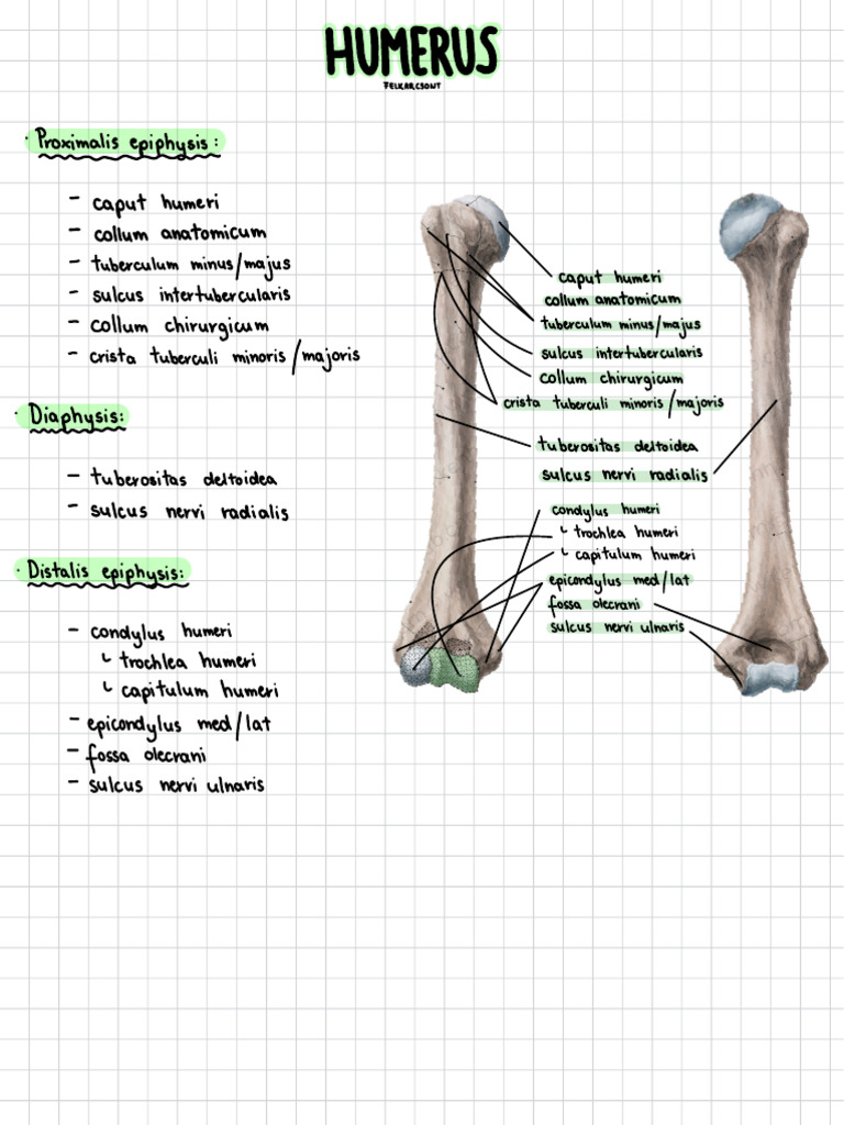 Humerus | PDF