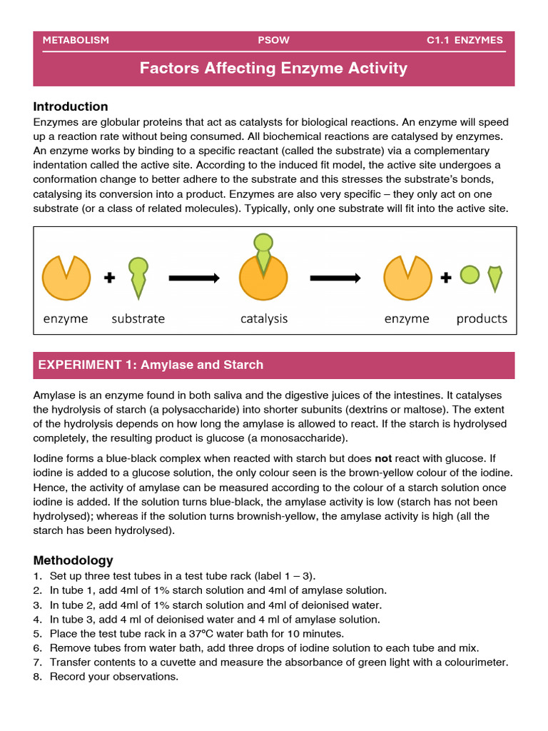Enzyme Activity: Amylase & Catalase Experiments | PDF | Enzyme | Hydrolysis