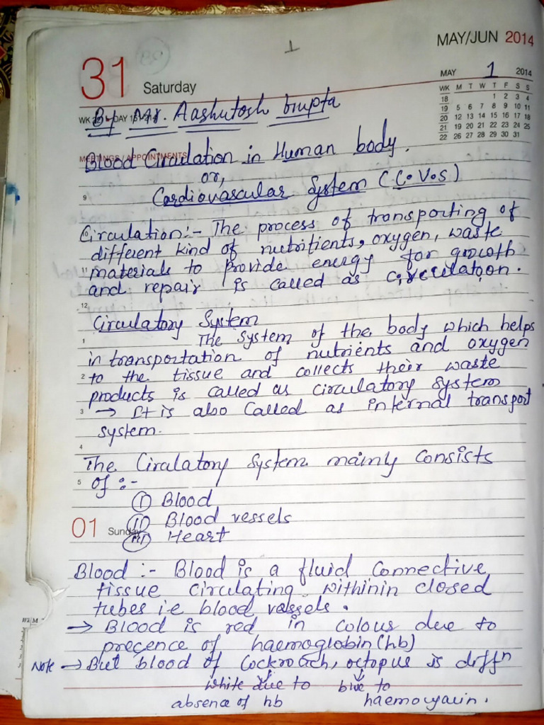Blood Circulation | PDF