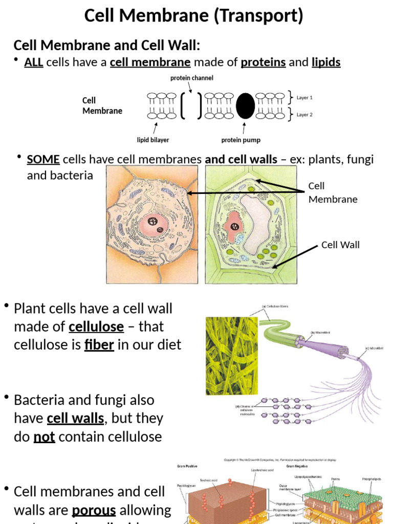 Cell Membrane Transport Mechanisms Explained | PDF | Cell Membrane ...
