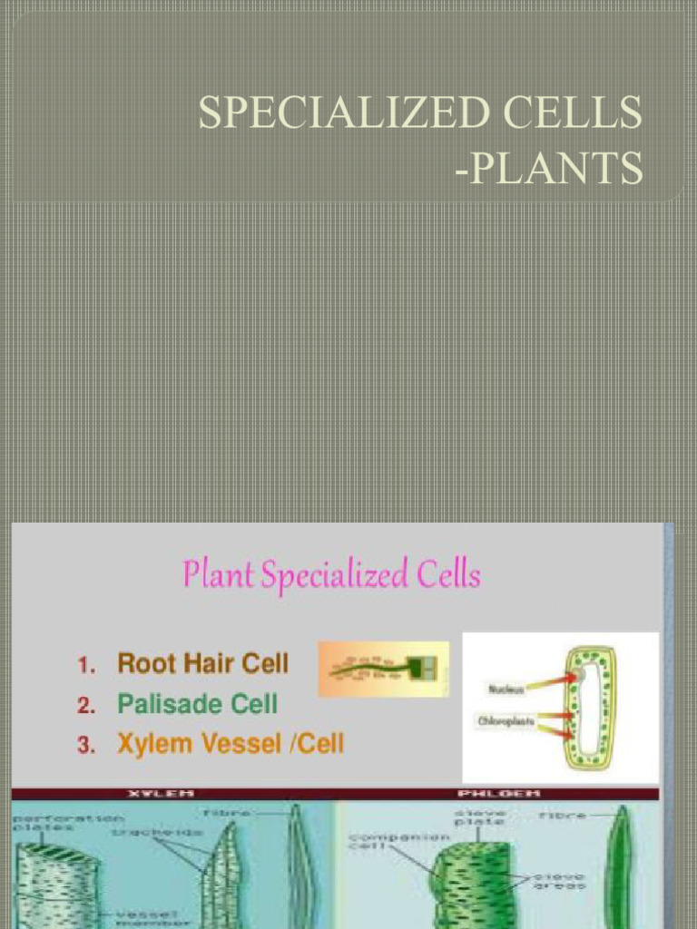 Specialized Cells - Plants | PDF