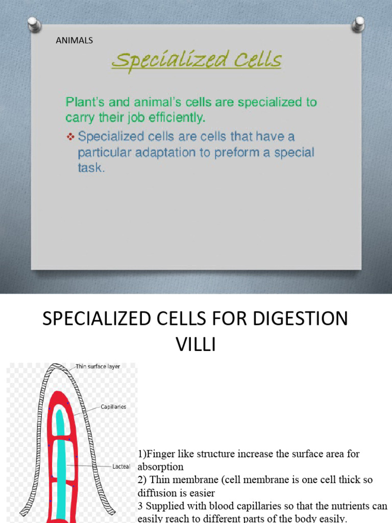 Animal Specialised Cells | PDF