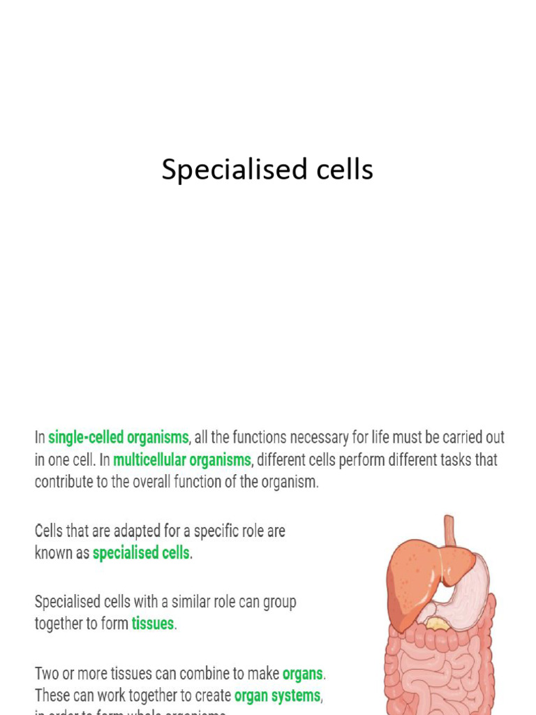 Specialised Cells - Doodle | PDF
