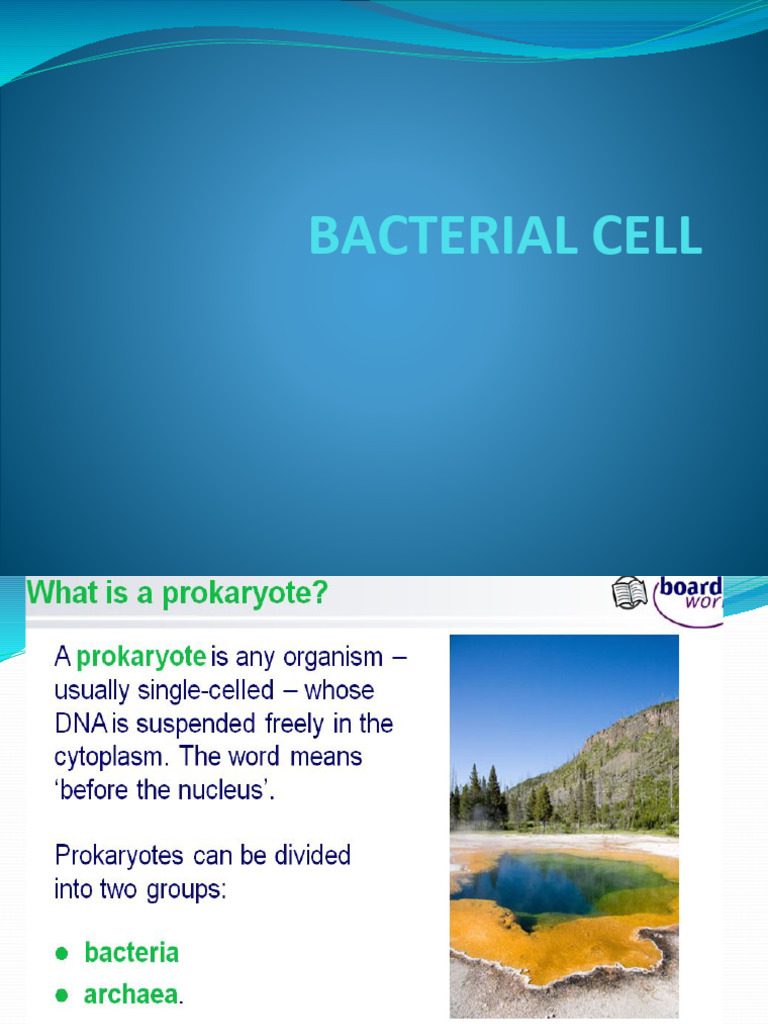 BACTERIAL CELL | PDF