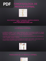 Dermatomas y Miotomas | PDF | Nervio | Sistema musculoesquelético