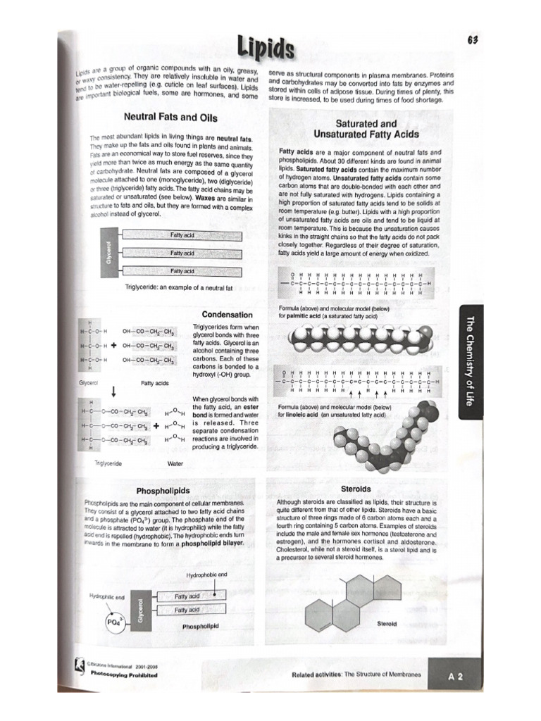 Lipids | PDF