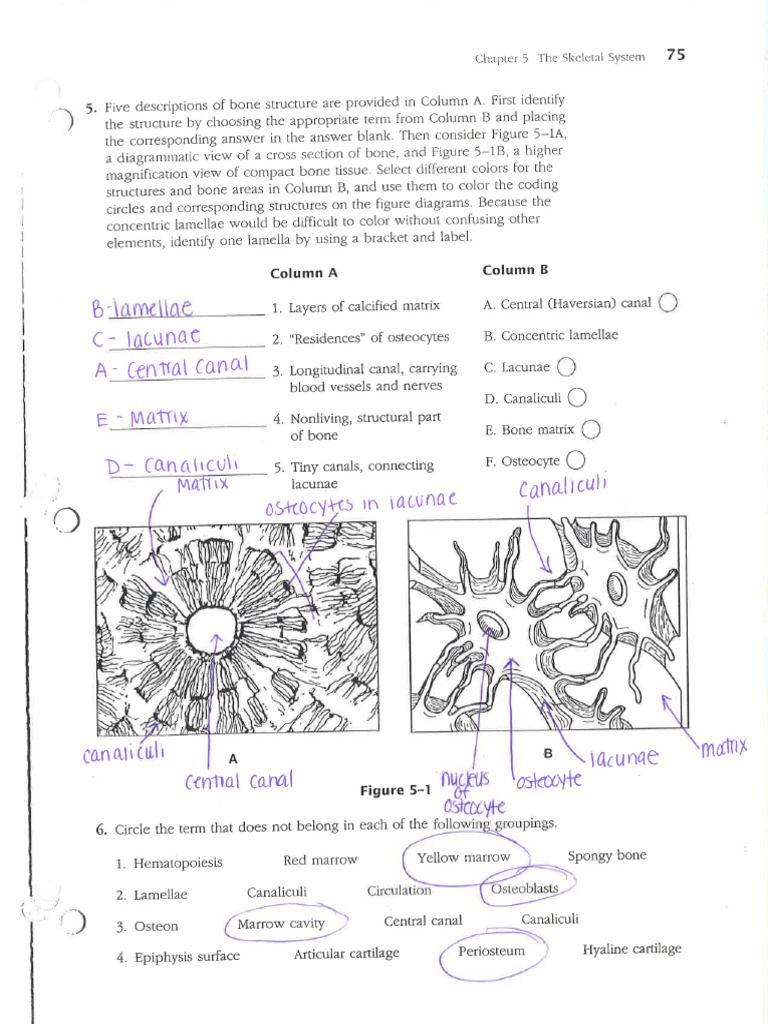 Microscopic and Long Bone Anatomy KEY | PDF