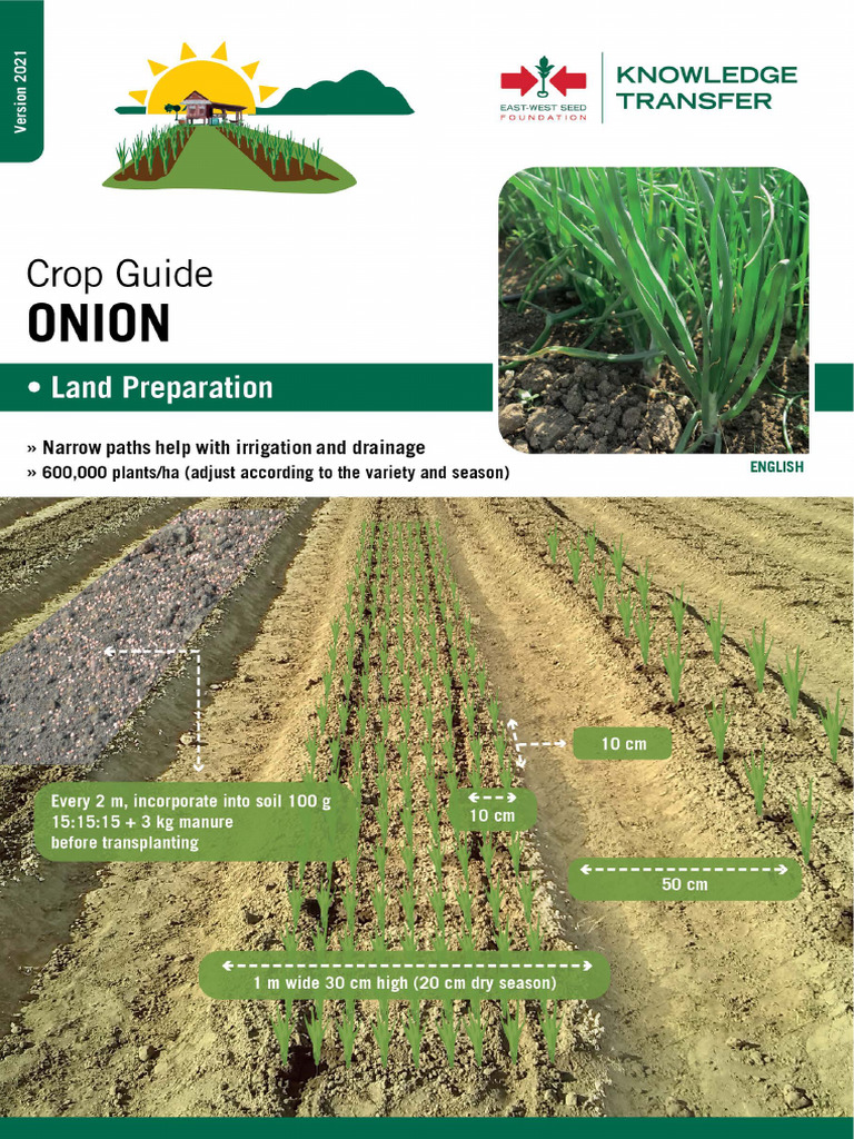 Onion | PDF