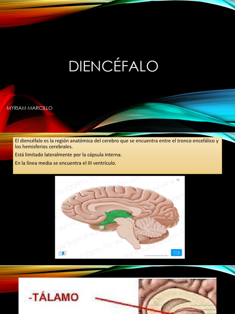 DIENCÉFALO | PDF | Tálamo | Hipotálamo
